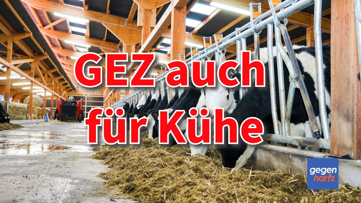 GEZ: Auch Kühe müssen einen Rundfunkbeitrag entrichten